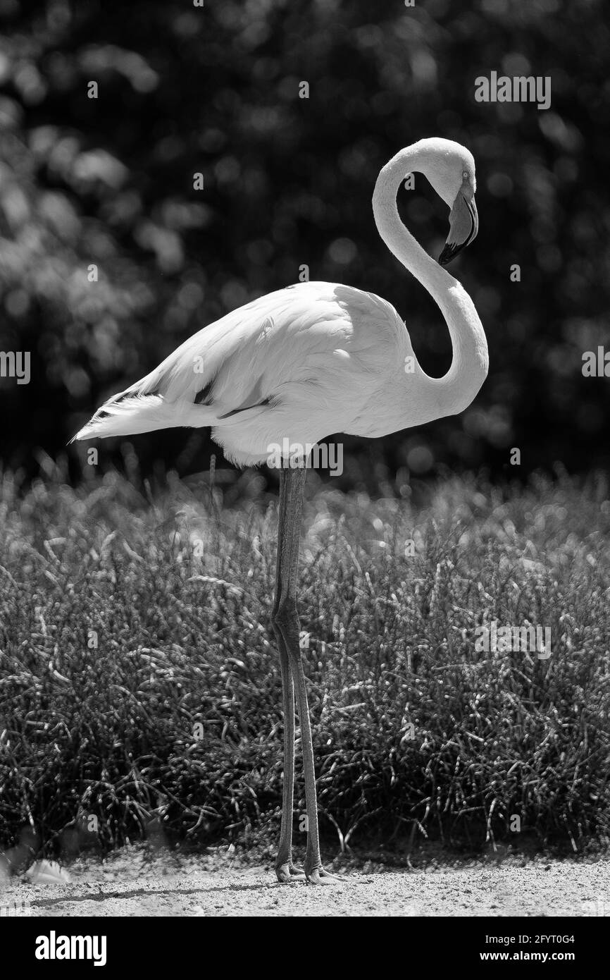 Flamant rose dans son habitat naturel Banque d'images noir et blanc - Alamy