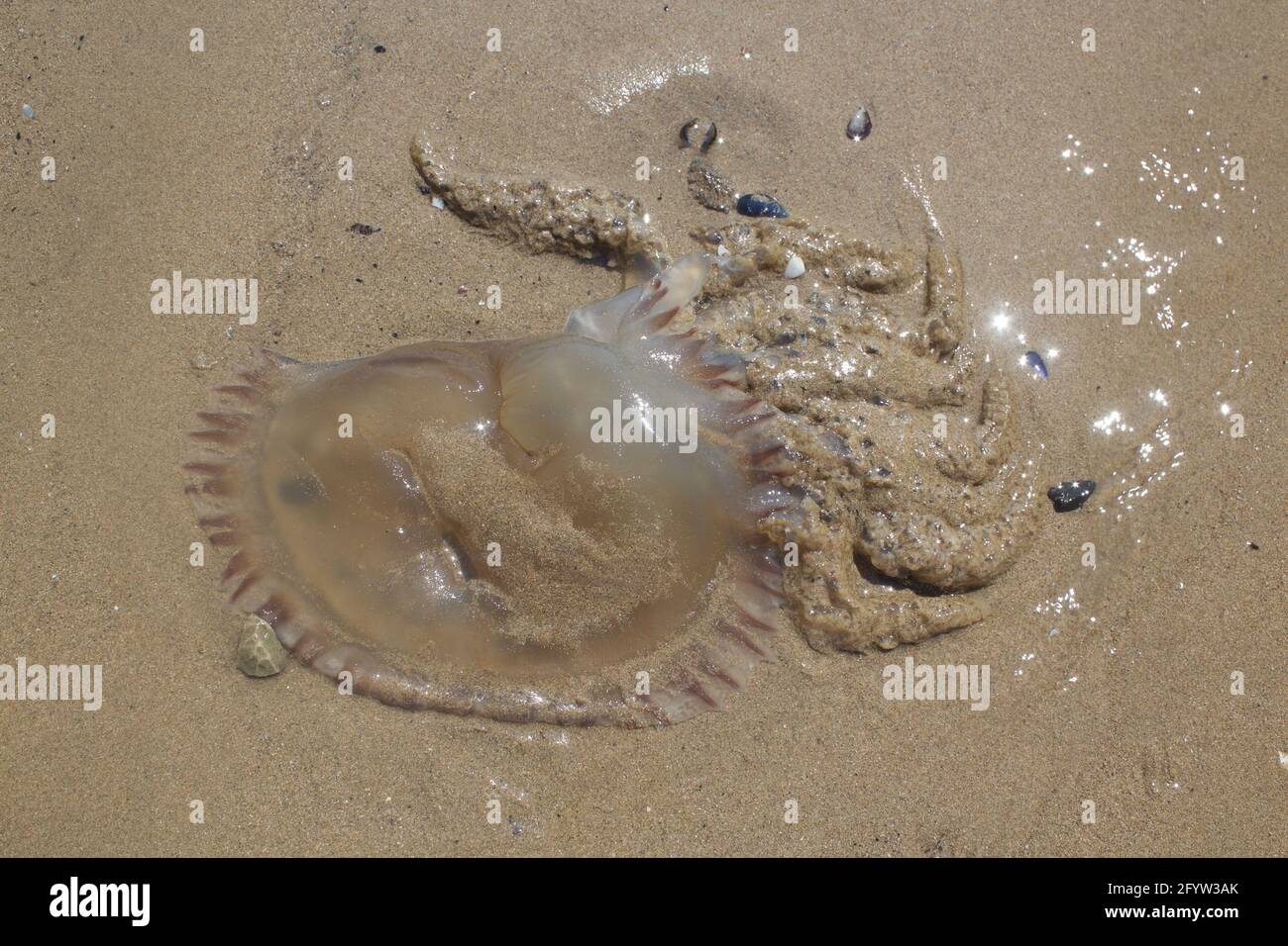 Fire jellyfish Banque de photographies et d’images à haute résolution ...