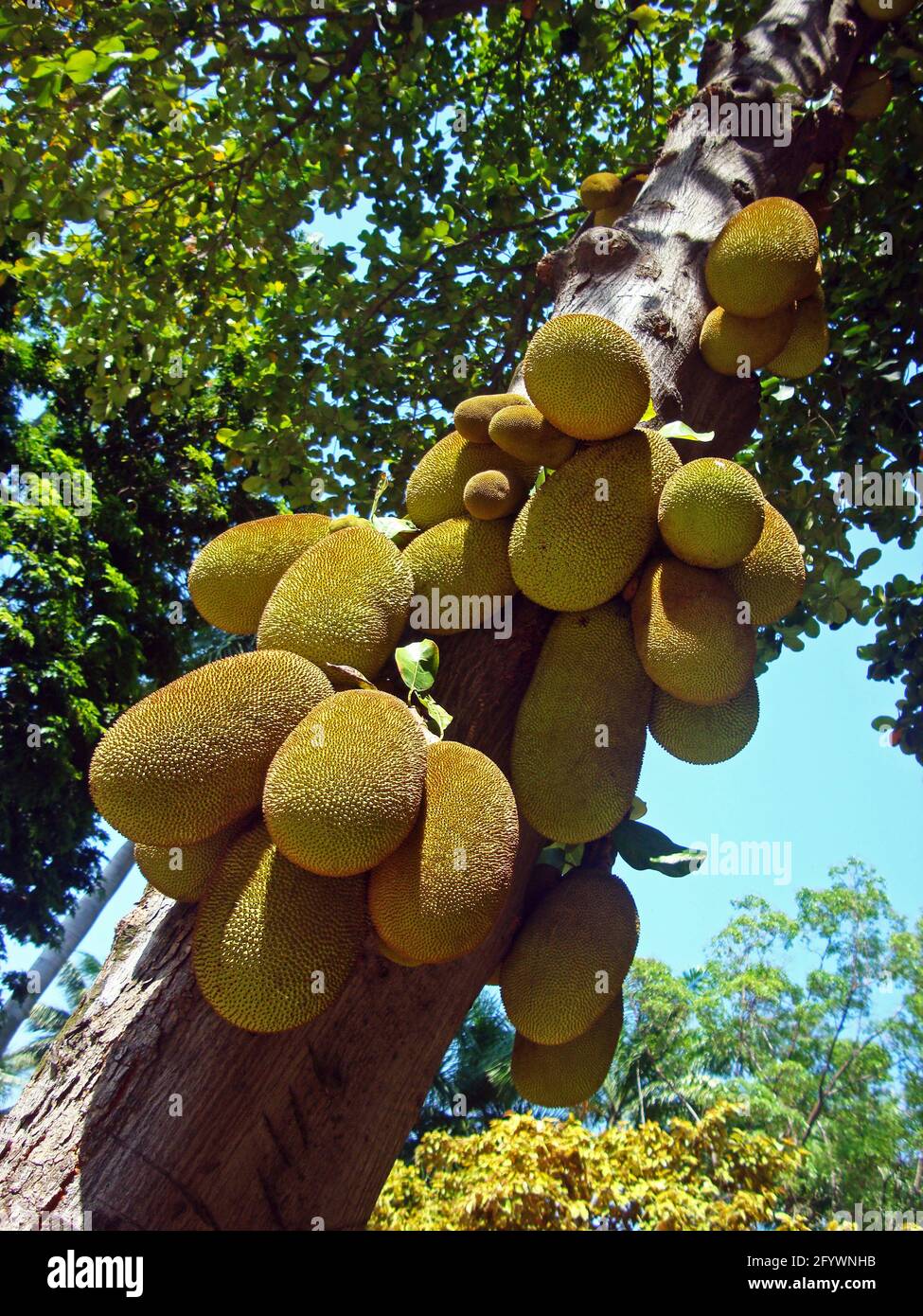 Jackfruits tree Banque de photographies et d’images à haute résolution ...