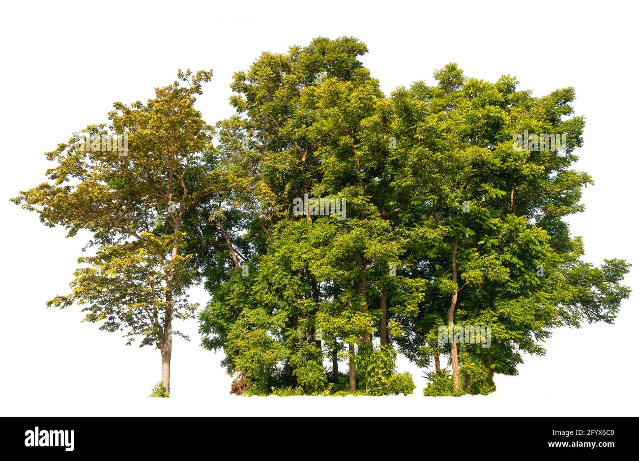 petite forêt isolée sur fond blanc, haute résolution de forêt avec fond ...