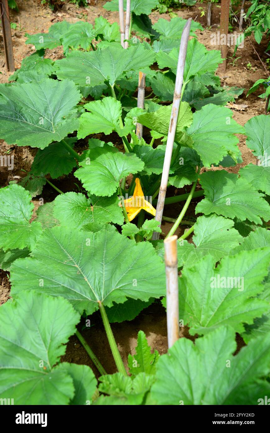 Courgette envahie Banque de photographies et d’images à haute ...