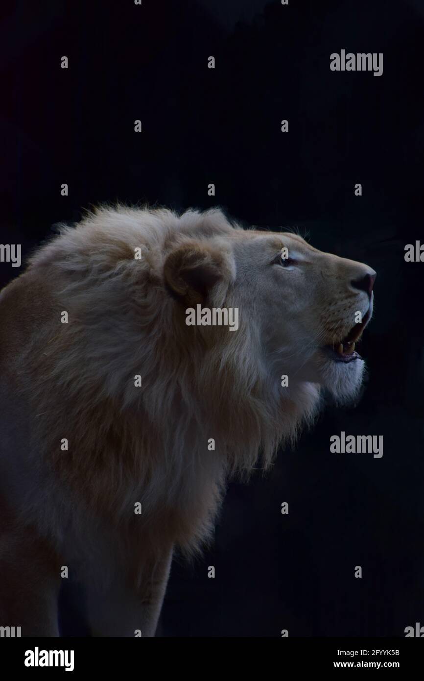 Rugissement de lion Banque de photographies et d’images à haute ...