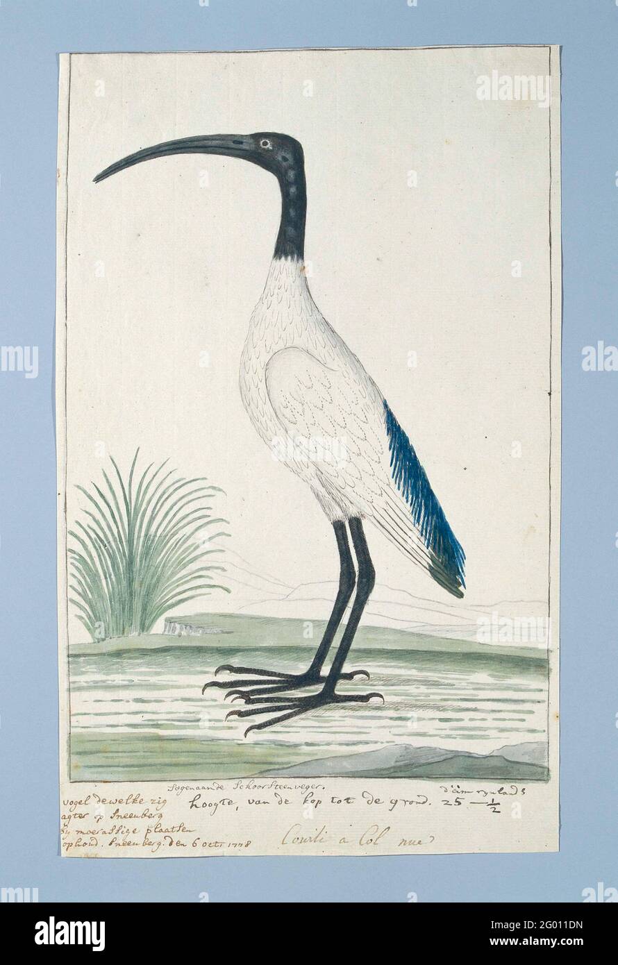 Threskiornis aethiopicus (ibis sacré africain). Vogelstudie: Heilige ...
