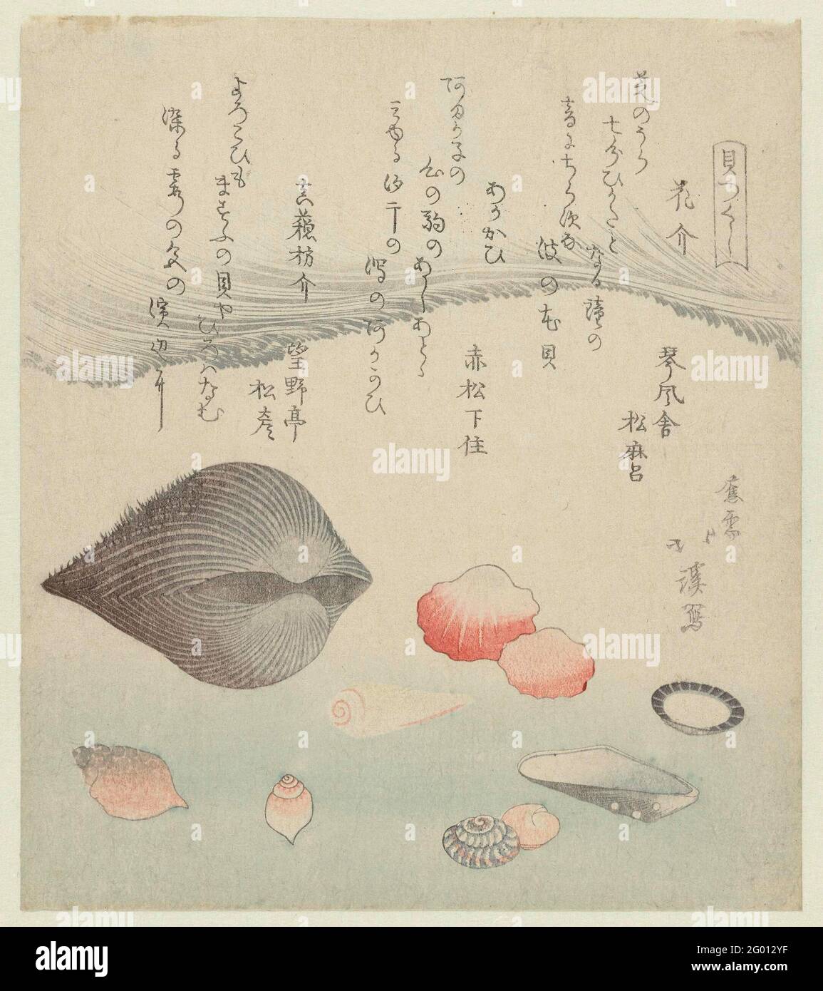 Coquillage rouge pur hanagai akagai masuogai Banque de photographies et ...