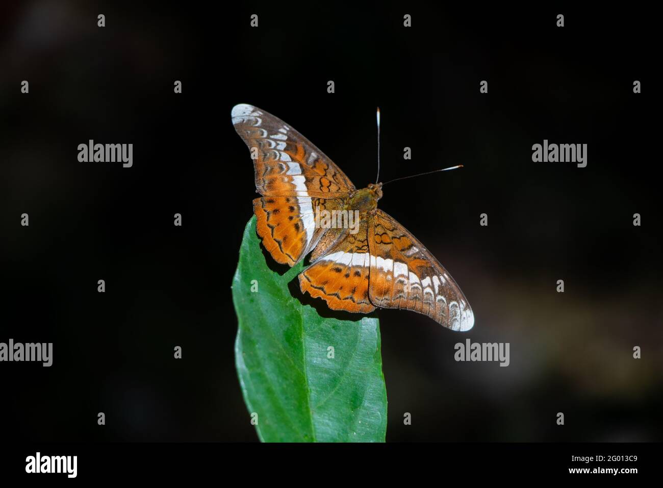 Papillon chevalier Banque de photographies et d’images à haute ...