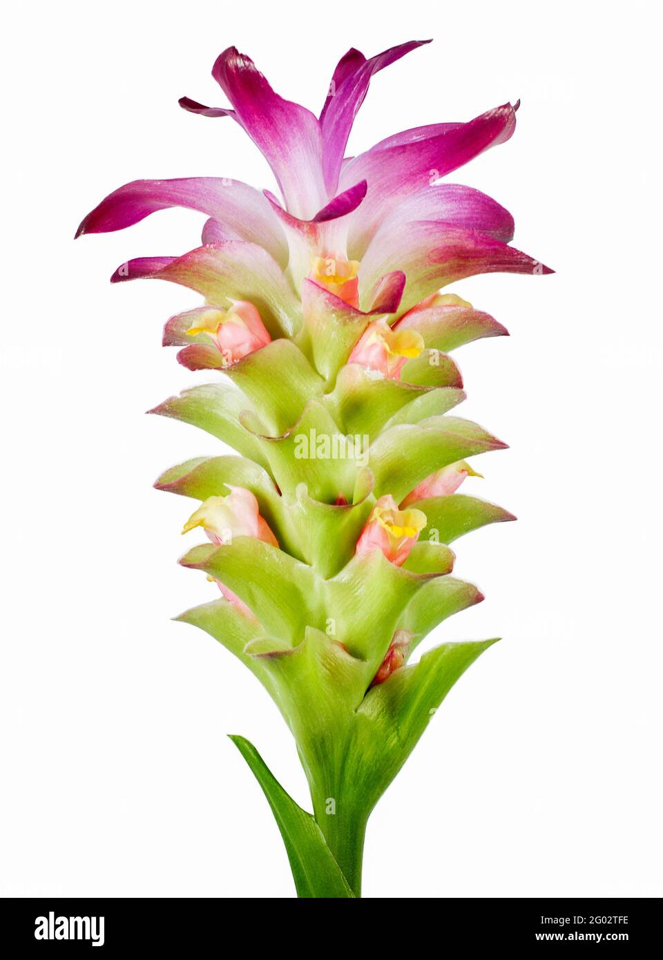 Fleur de curcuma Banque de photographies et d’images à haute résolution ...