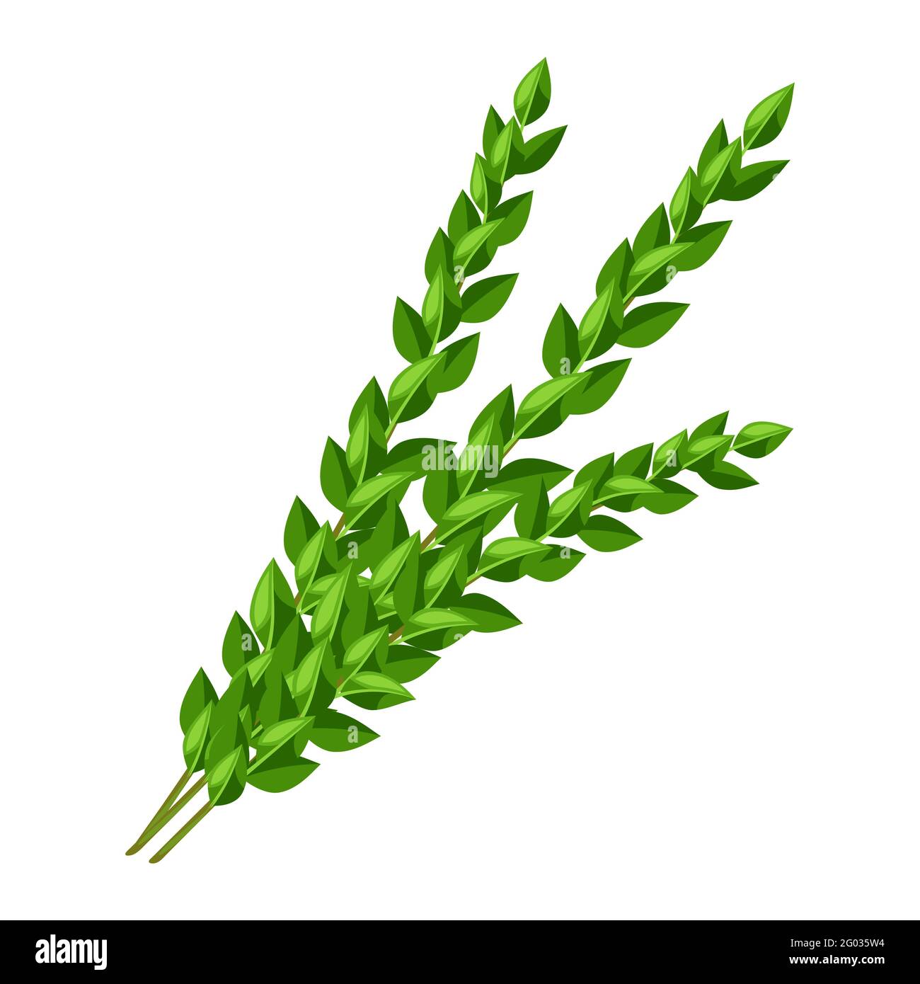 Plante de myrte Banque d'images vectorielles - Alamy