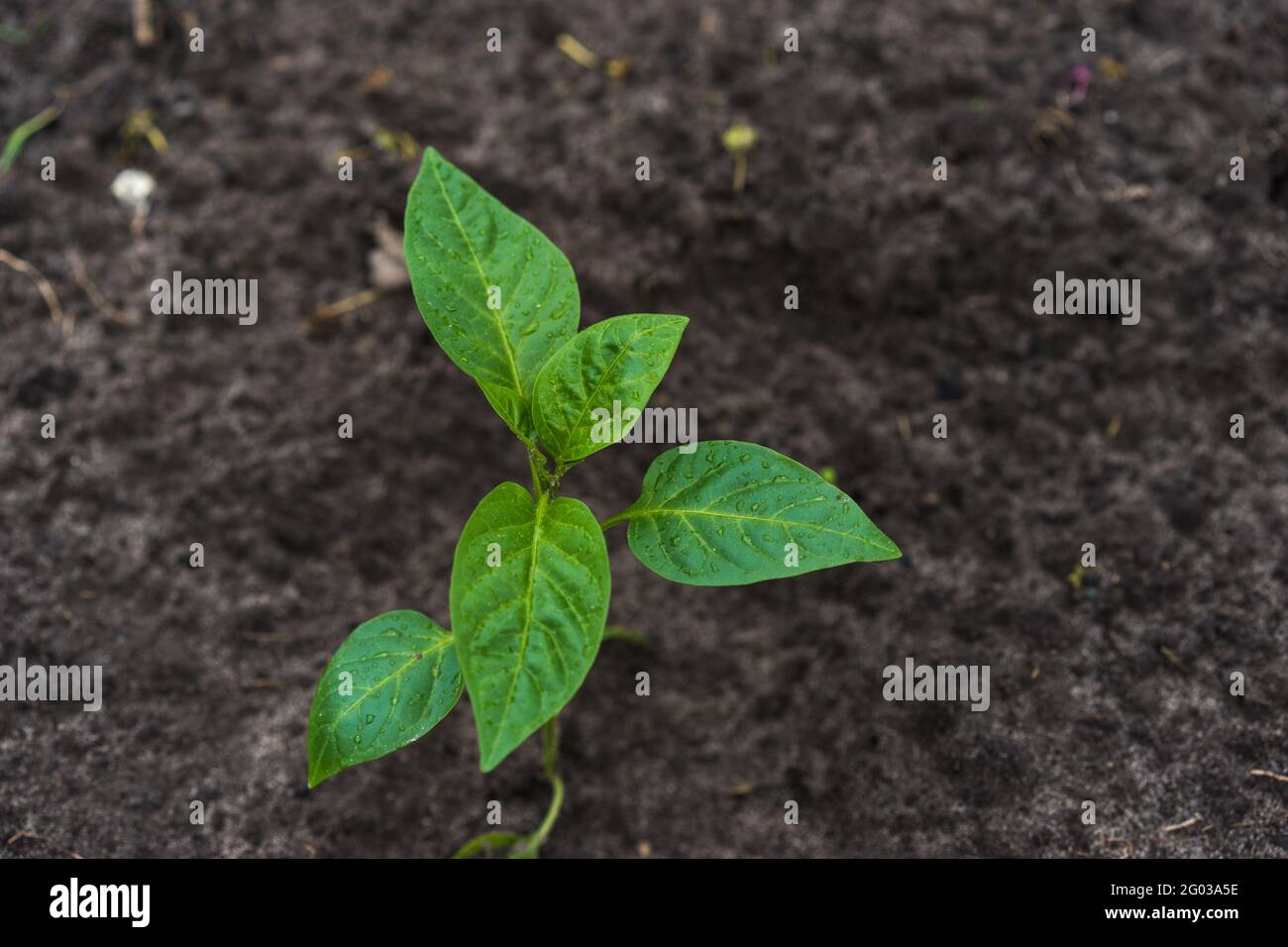 Jeune pousse poivron Banque de photographies et d’images à haute ...