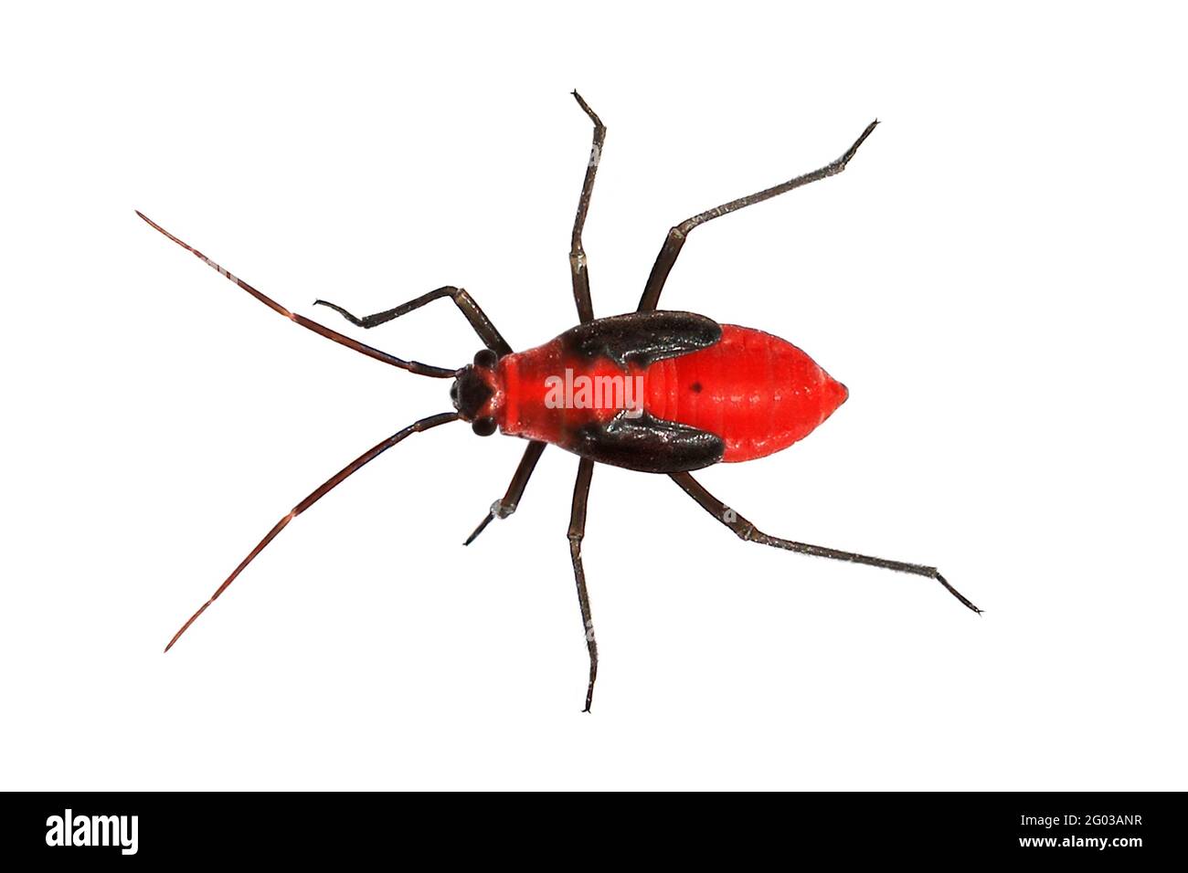Insecte rouge de montagne laurel mirid Lopidea bug majeur. Insecte ...