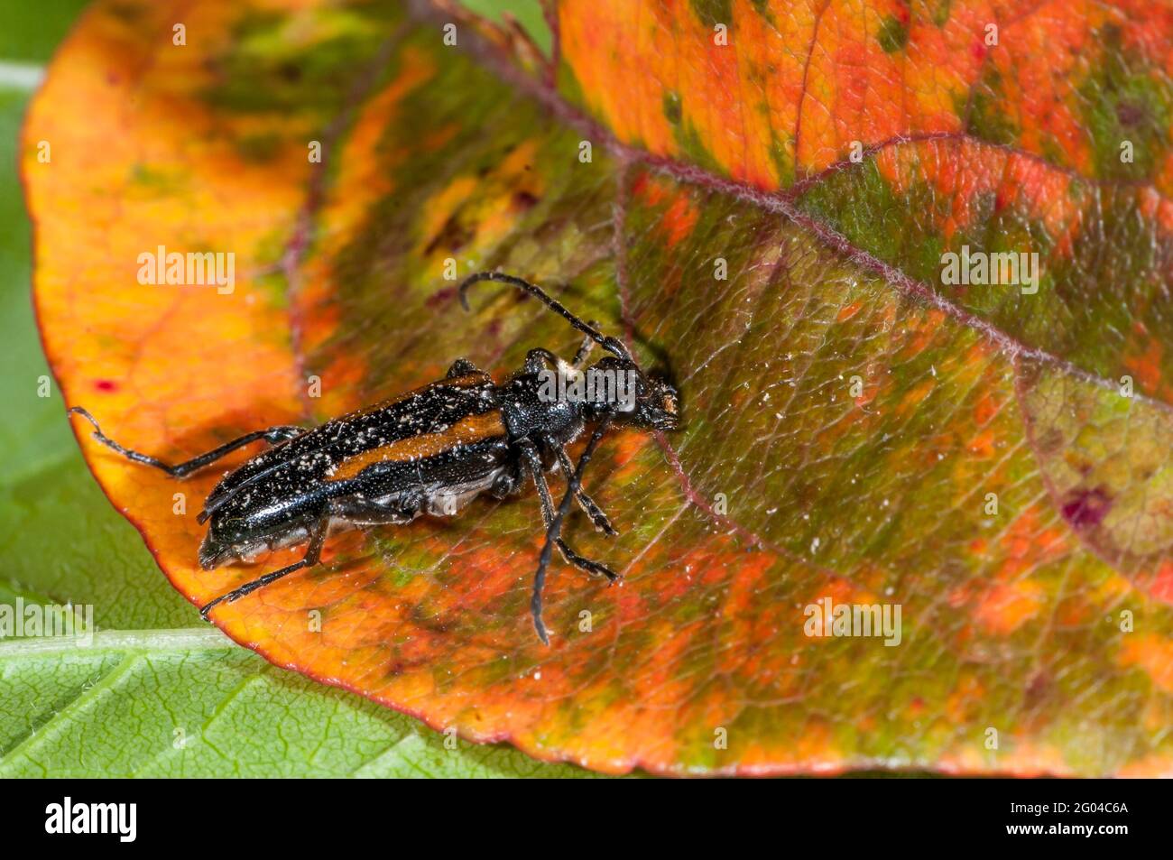 Vadnais Heights, Minnesota. Forêt John H. Allison. Scarabée à longues ...