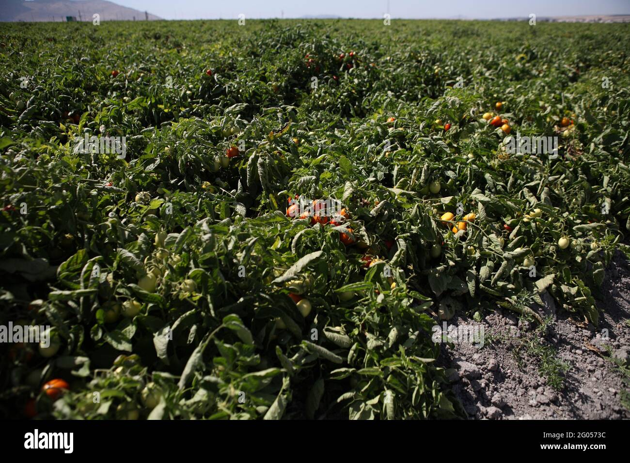 Champ de tomate, tomates presque mûres se trouvent dans le champ prêt à ...