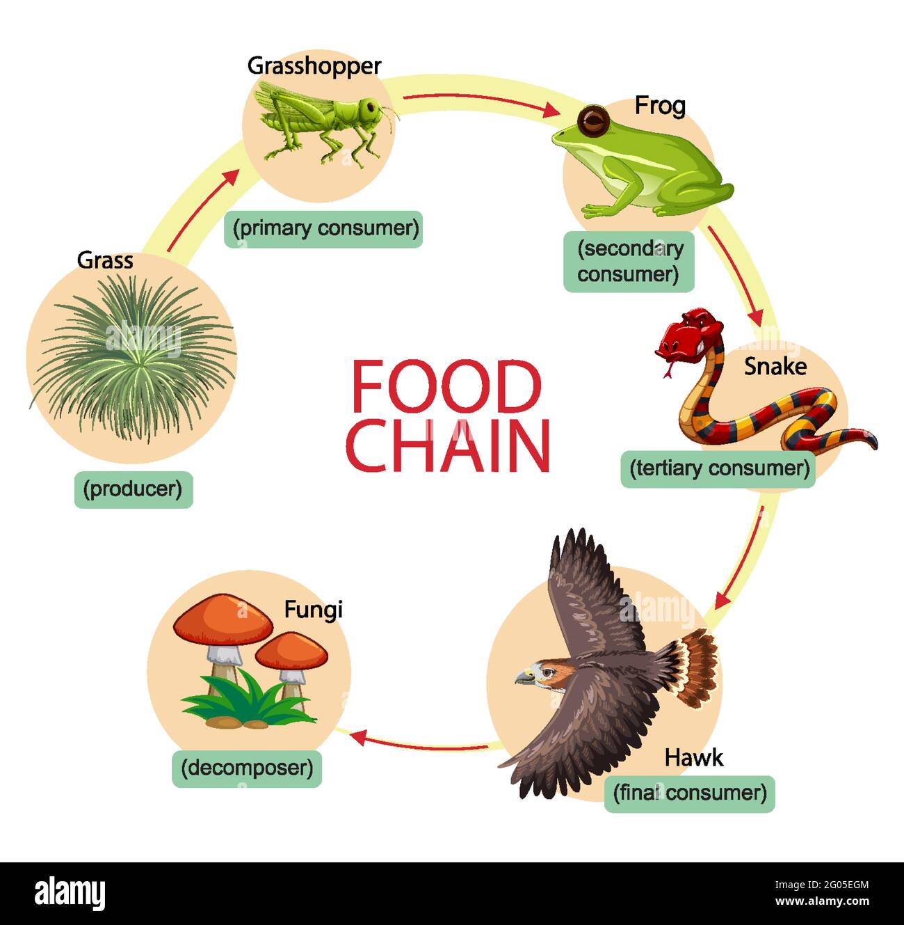 Food chain Banque d'images vectorielles - Page 2 - Alamy