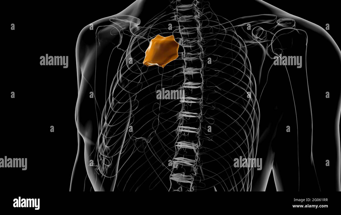 Manubrium du sternum Banque de photographies et d’images à haute ...