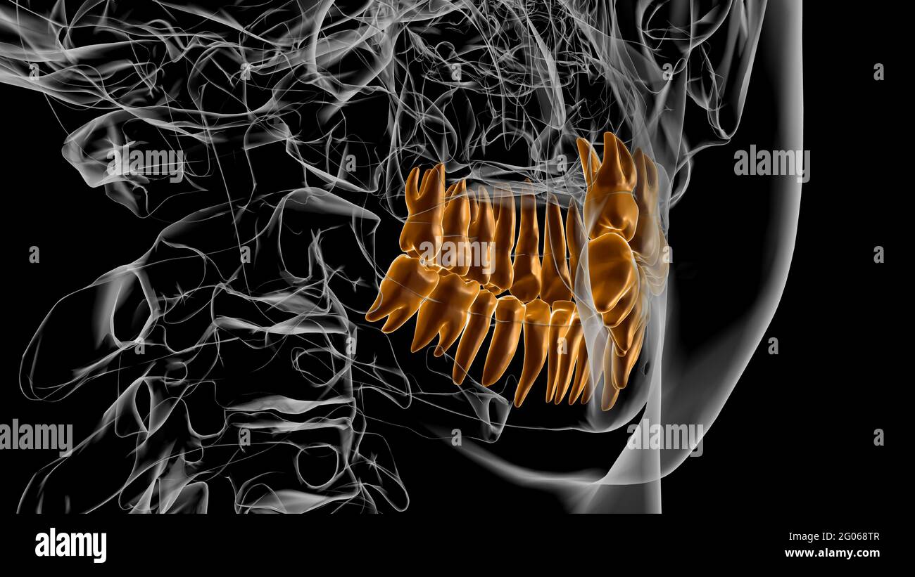 Anatomie des dents humaines Illustration 3D pour le concept médical ...