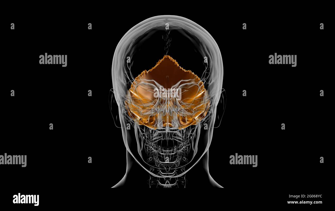 Crâne de squelette humain Anatomie osseuse occipital pour le concept ...