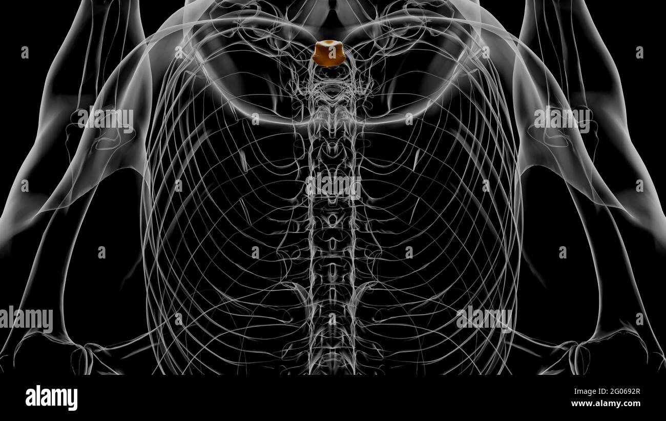 Squelette humain Xifoid processus Anatomie 3D Illustration Photo Stock ...