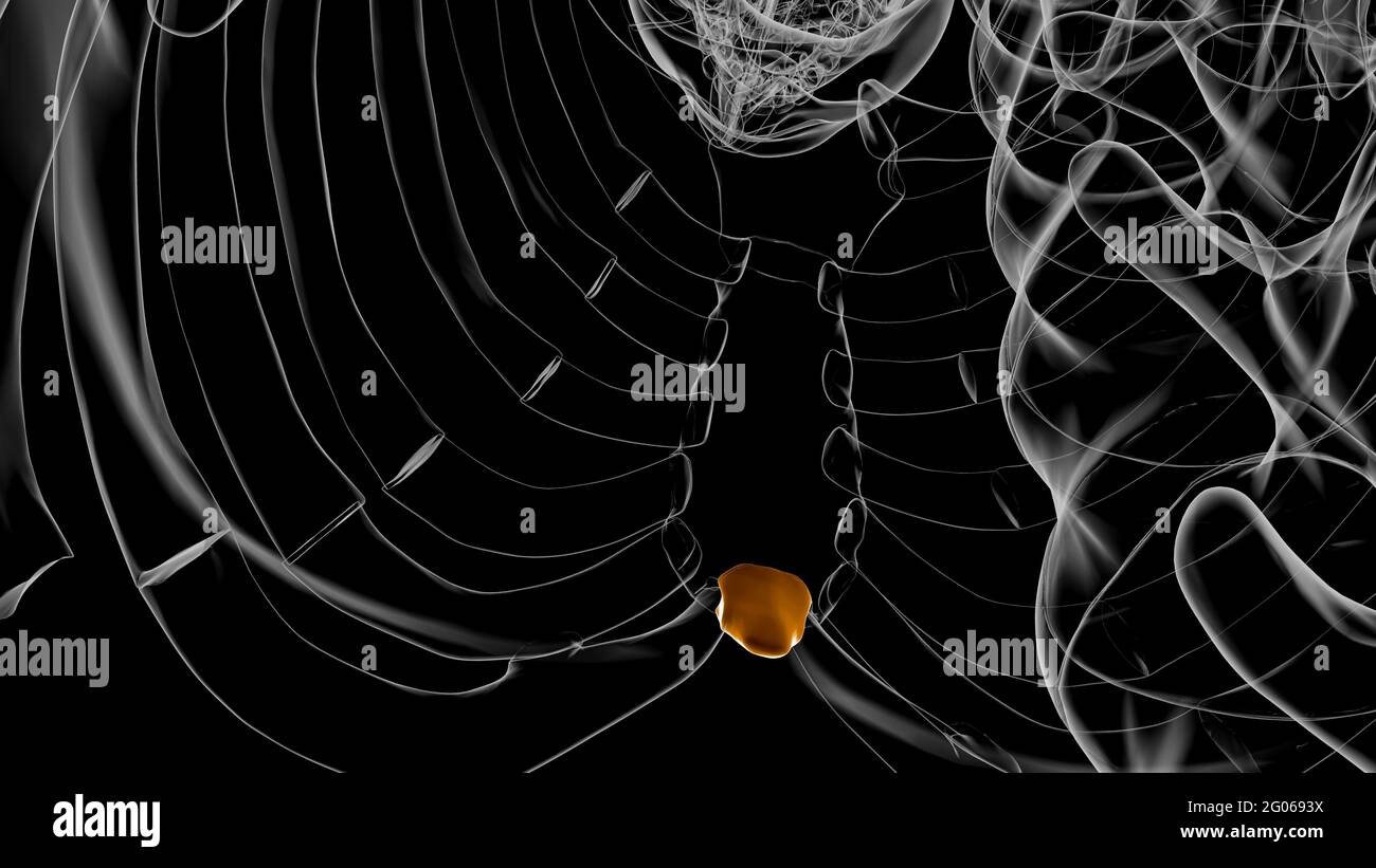 Processus xiphoïde Banque de photographies et d’images à haute ...