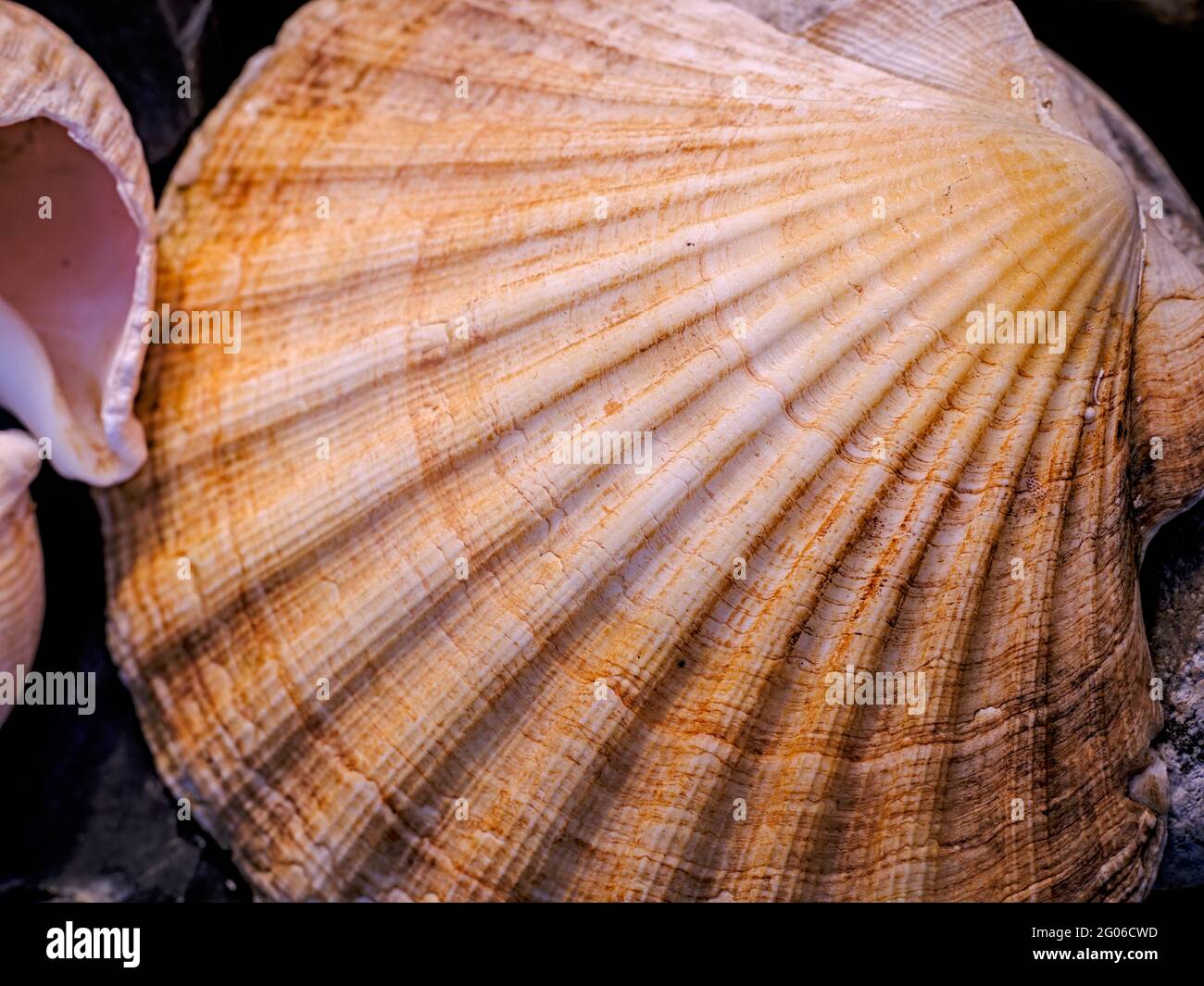 Coquille Saint Jacques Bivalve Banque d'image et photos - Alamy