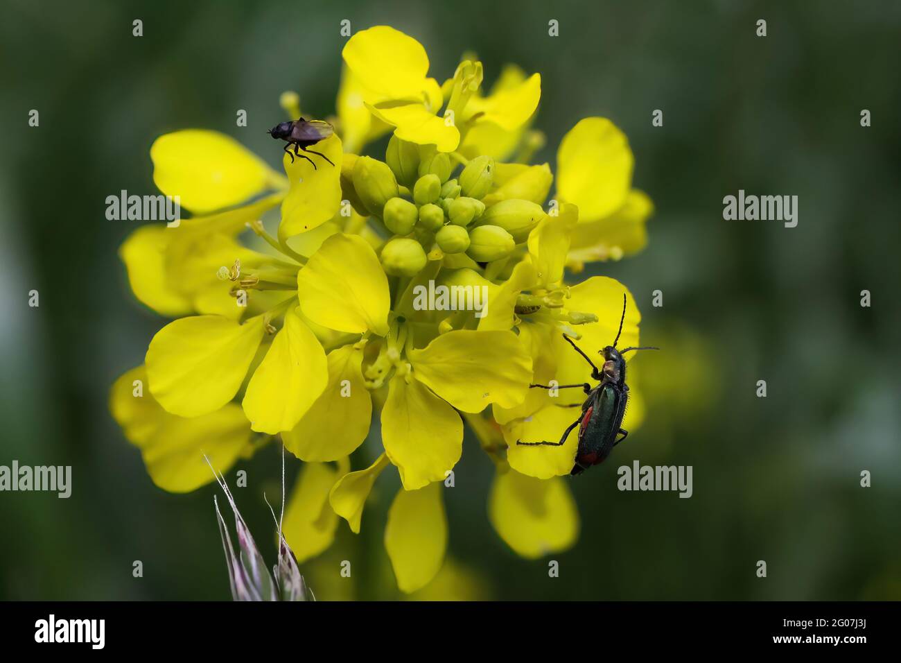 Fleur De Moutarde Des Champs Banque d'image et photos - Alamy