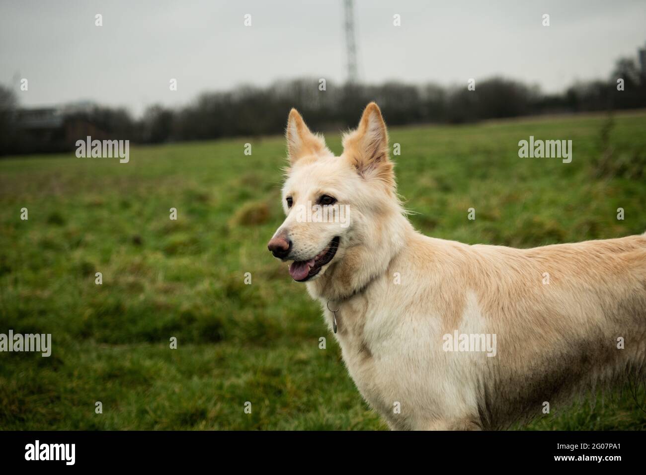 Chien poil long Banque de photographies et d’images à haute résolution ...