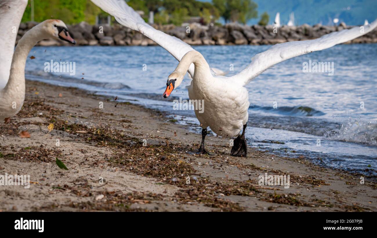 Position du cygne Banque de photographies et d’images à haute résolution - Alamy