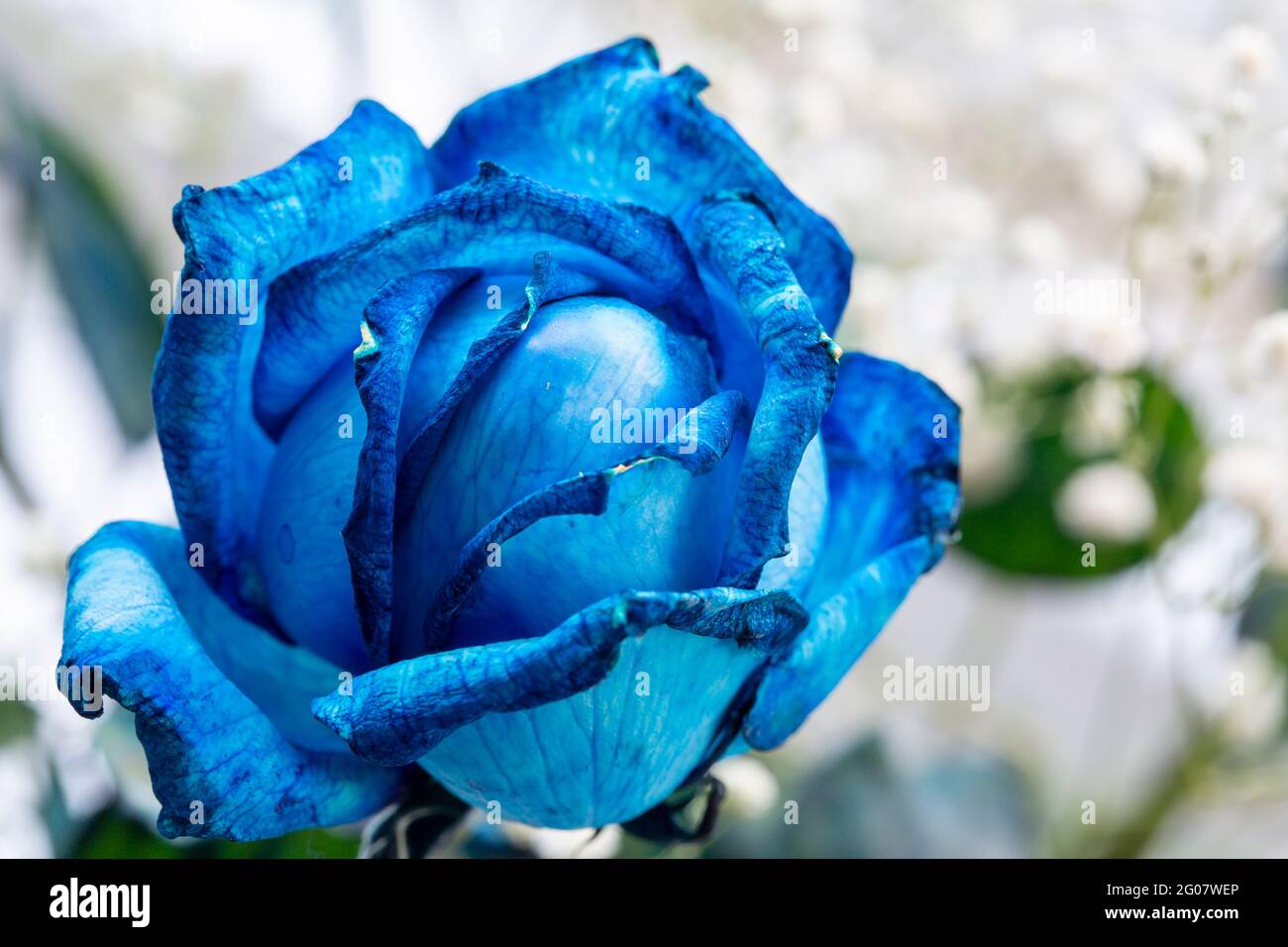 Rose bleue Banque de photographies et d’images à haute résolution - Alamy