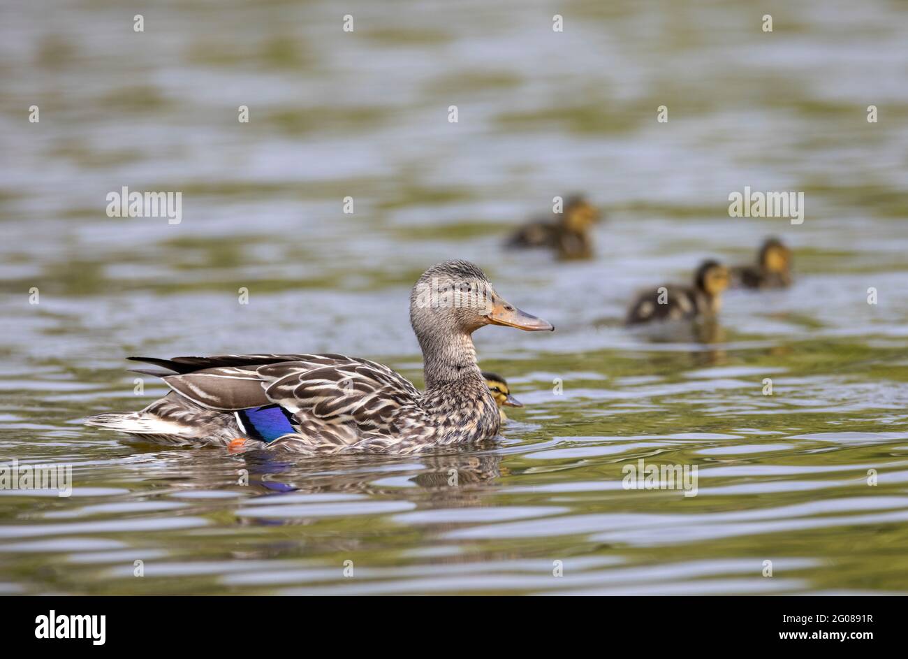 Femelle de canard colvert et ses petits Banque de photographies et d ...