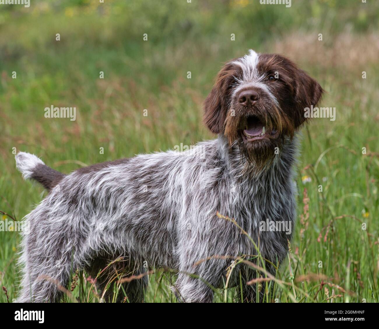 Chien griffon korthals Banque de photographies et d’images à haute ...