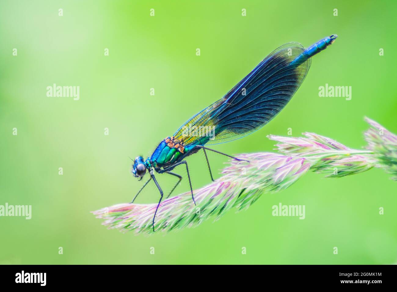 Libellule verte et bleue Banque de photographies et d’images à haute ...