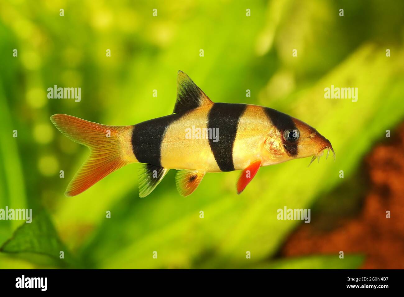 Poissons clowns de feu Banque de photographies et d’images à haute ...