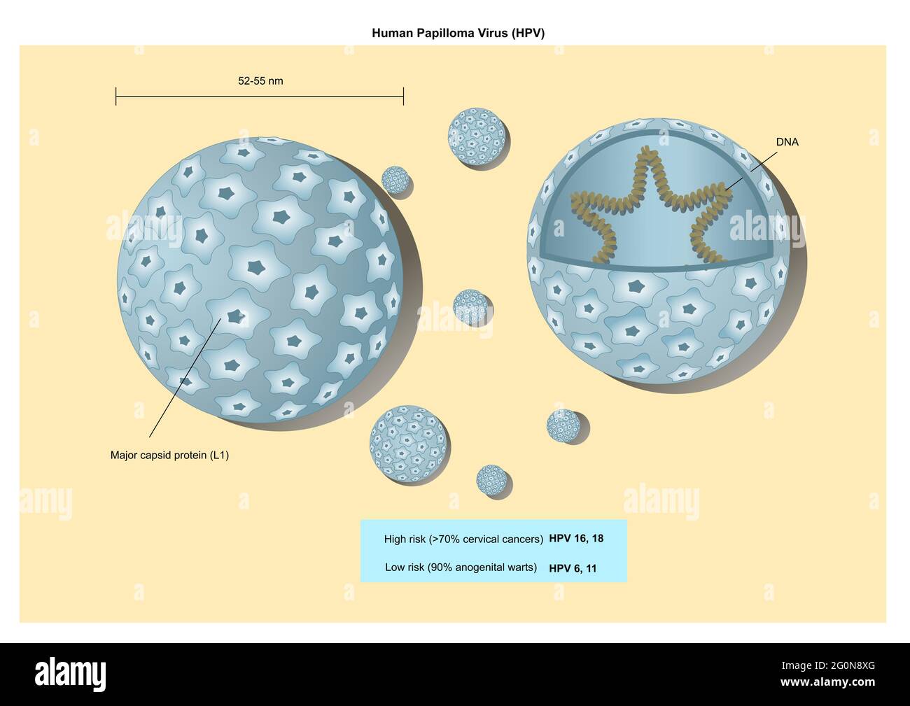 Human papilloma virus hpv Banque de photographies et d’images à haute ...