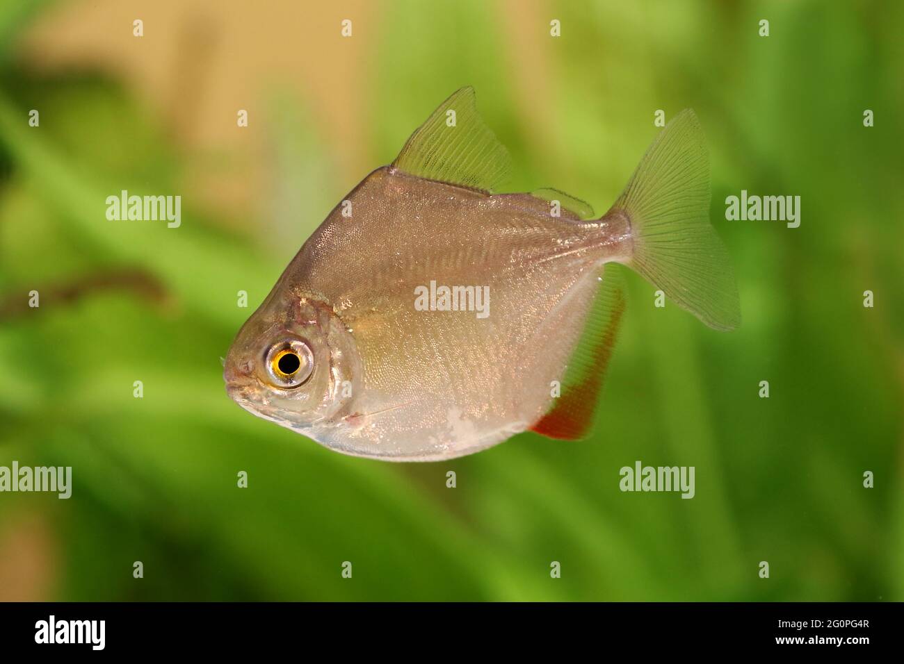 Poissons de hachette Banque de photographies et d’images à haute ...