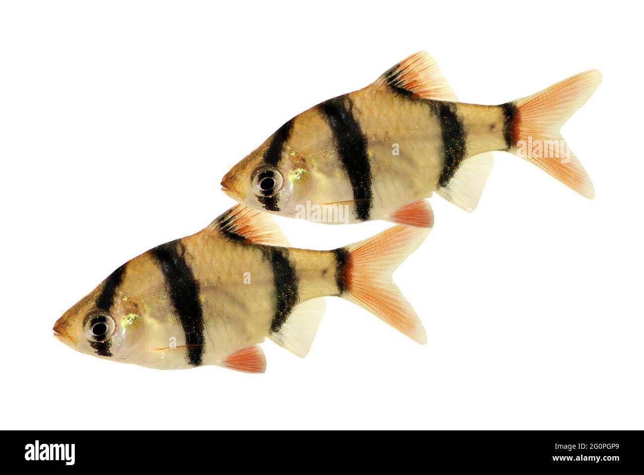 Tigre Barbe Puntius Tetrazona Banque d'image et photos - Alamy