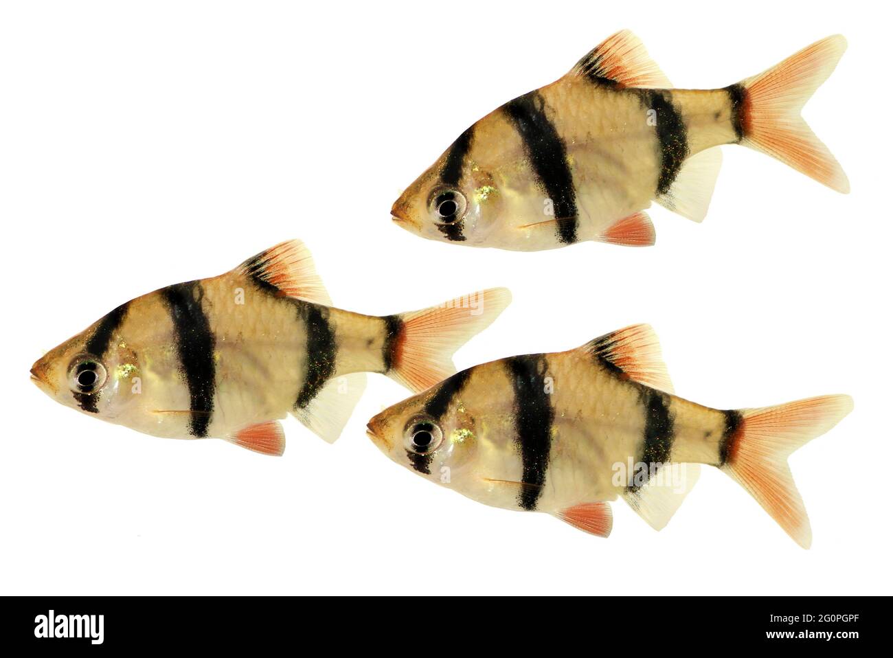 Barbe de tigre ou barbe de Sumatra Puntius tétrazona poisson aquarium ...