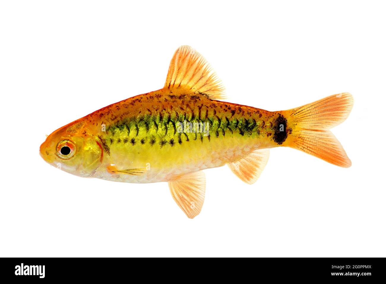 Barbus semifasciolatus Banque de photographies et d’images à haute ...