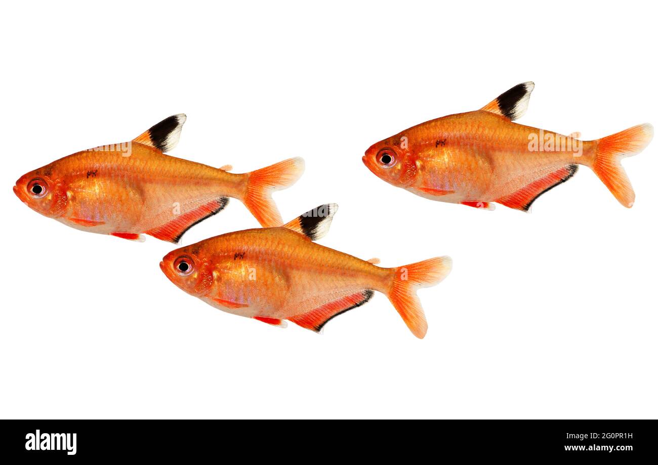 Serpae tetra hyphessobrycon serpae Banque de photographies et d’images ...