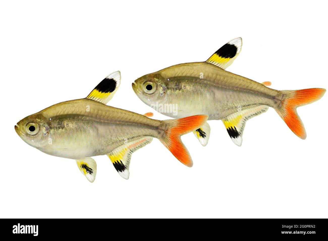 Tetra aux rayons x Banque de photographies et d’images à haute ...