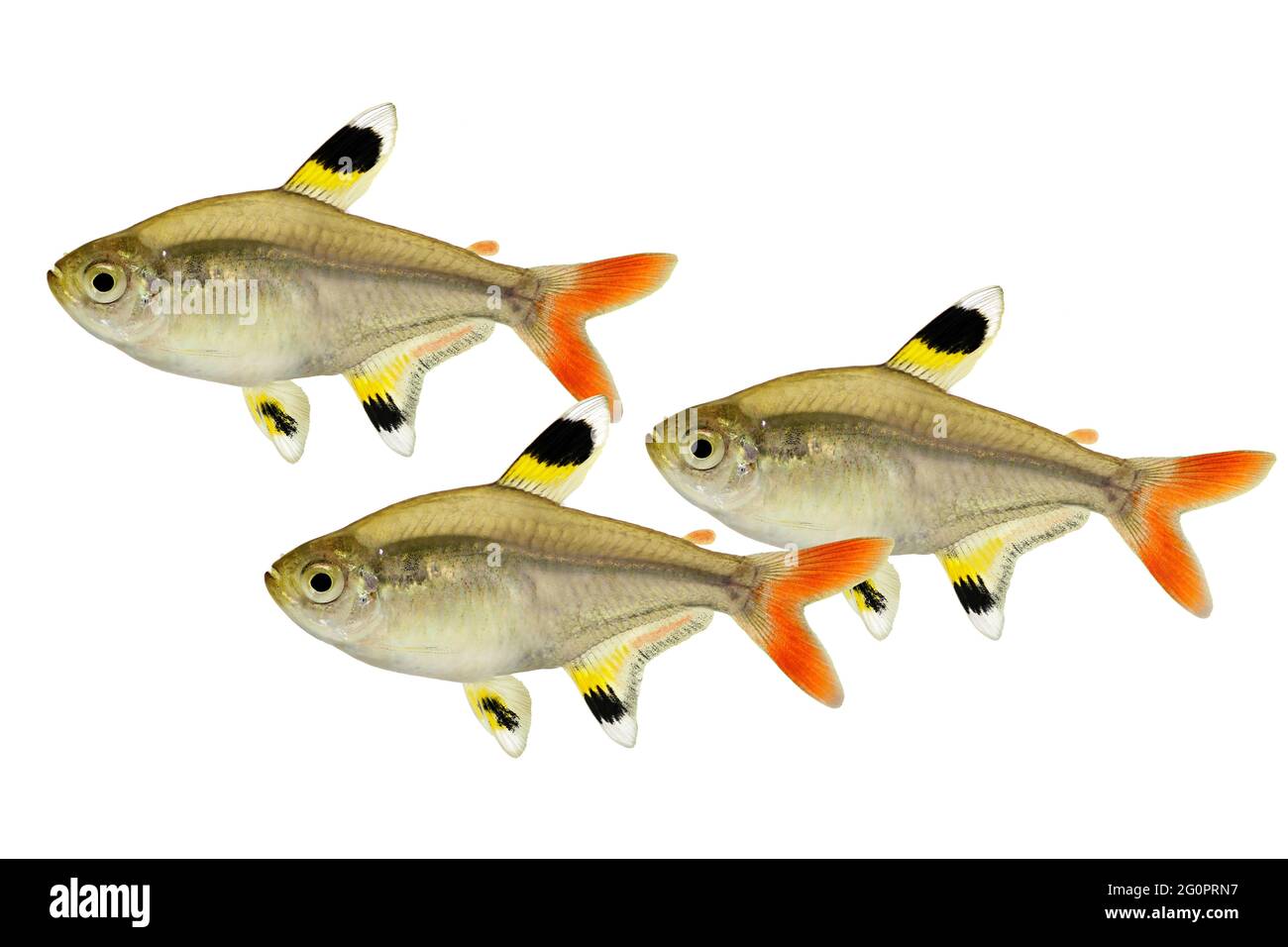 Tetra aux rayons x Banque de photographies et d’images à haute ...