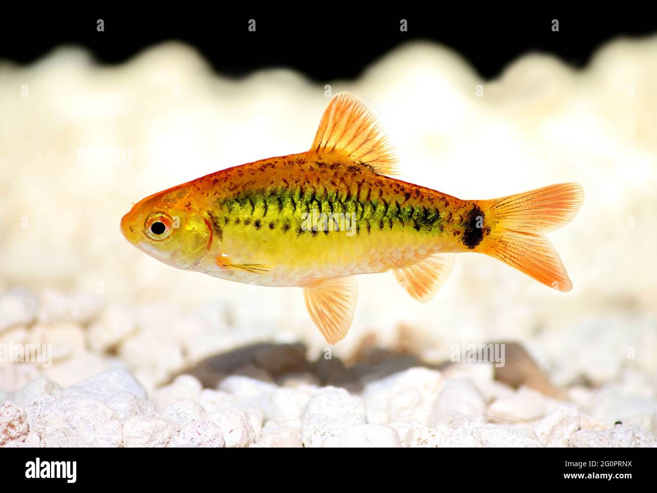 Barbus semifasciolatus Banque de photographies et d’images à haute ...