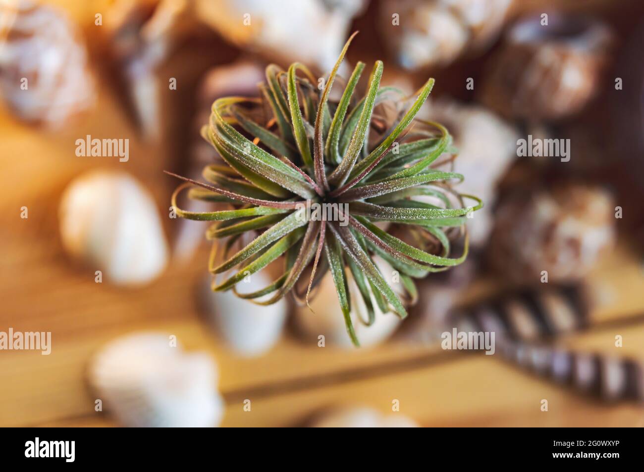 Plan en hauteur d'une petite plante d'air dont les feuilles de pointes ...
