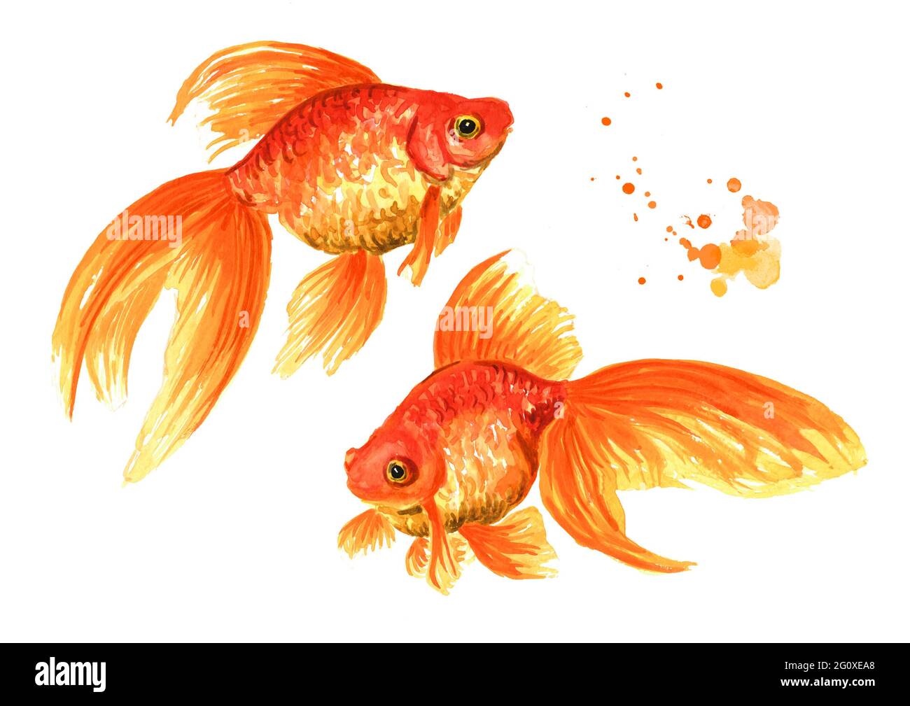 Poisson doré. Deux poissons d'or. Aquarelle illustration dessinée à la ...