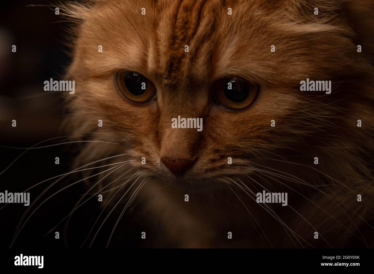 Chat multicolore Banque de photographies et d’images à haute résolution ...