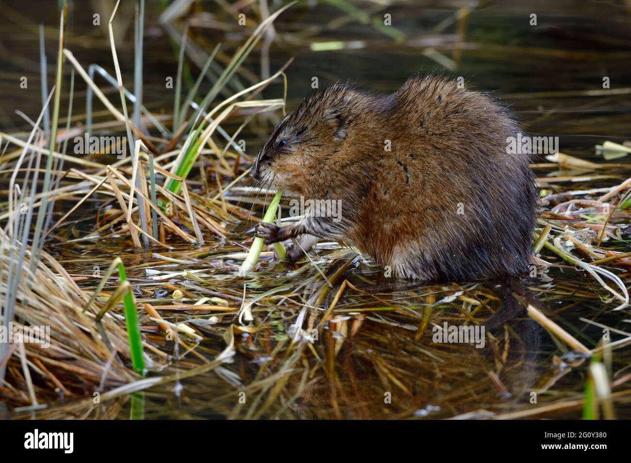 Manger des rats musqués Banque de photographies et d’images à haute ...