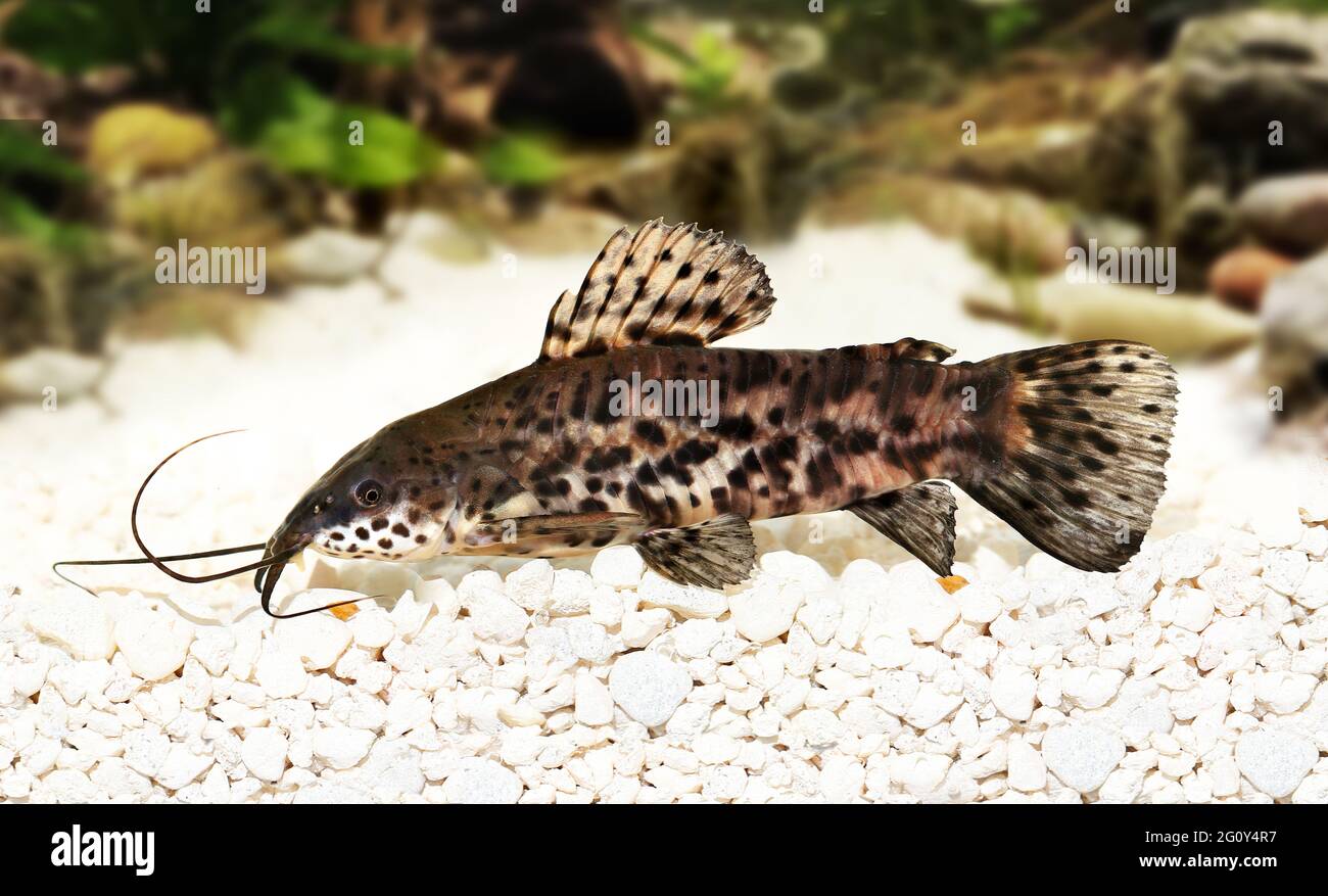 Poisson chat marin albinos Banque de photographies et d’images à haute ...