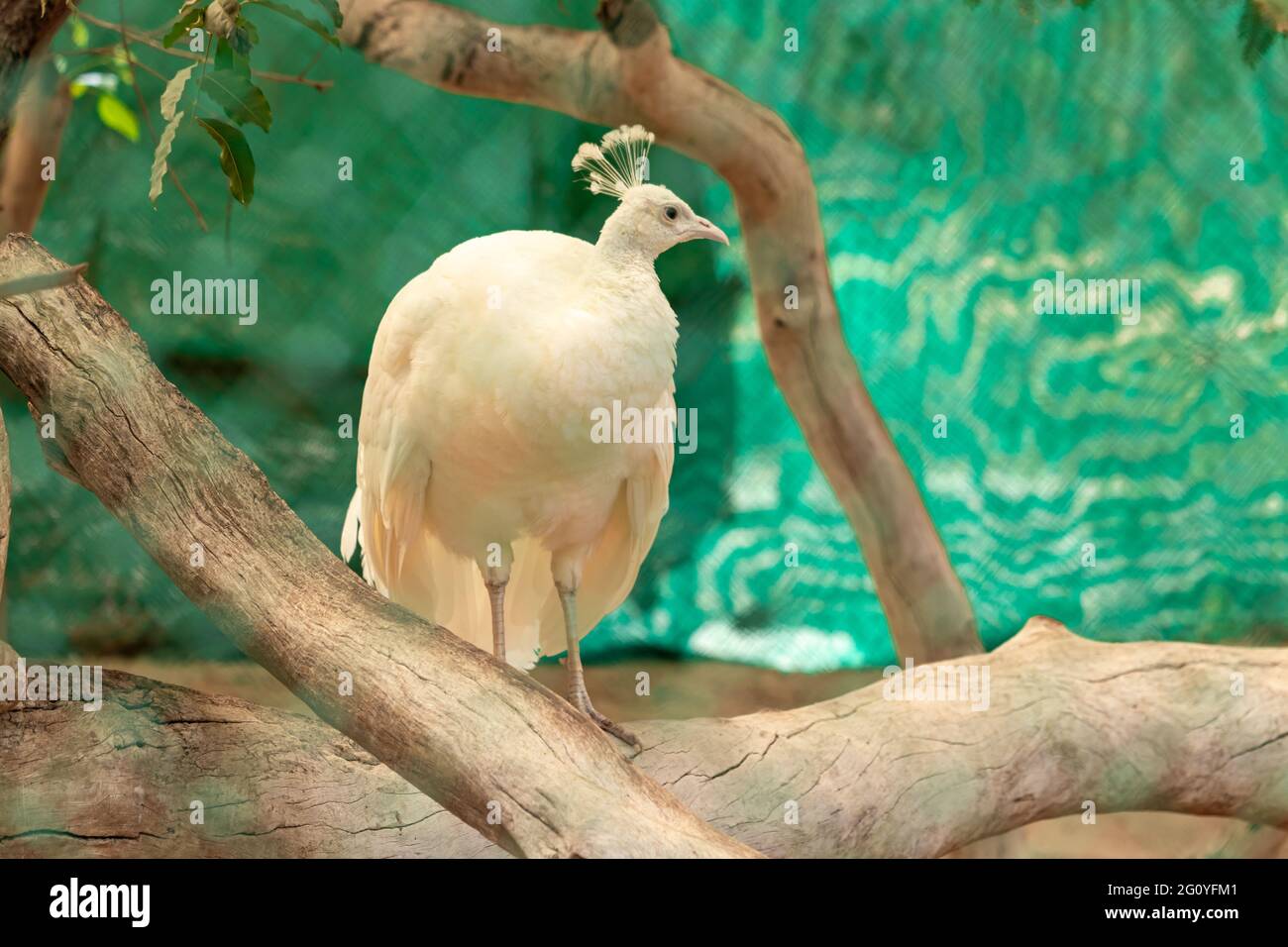 Amoureux de la faune Banque de photographies et d’images à haute ...