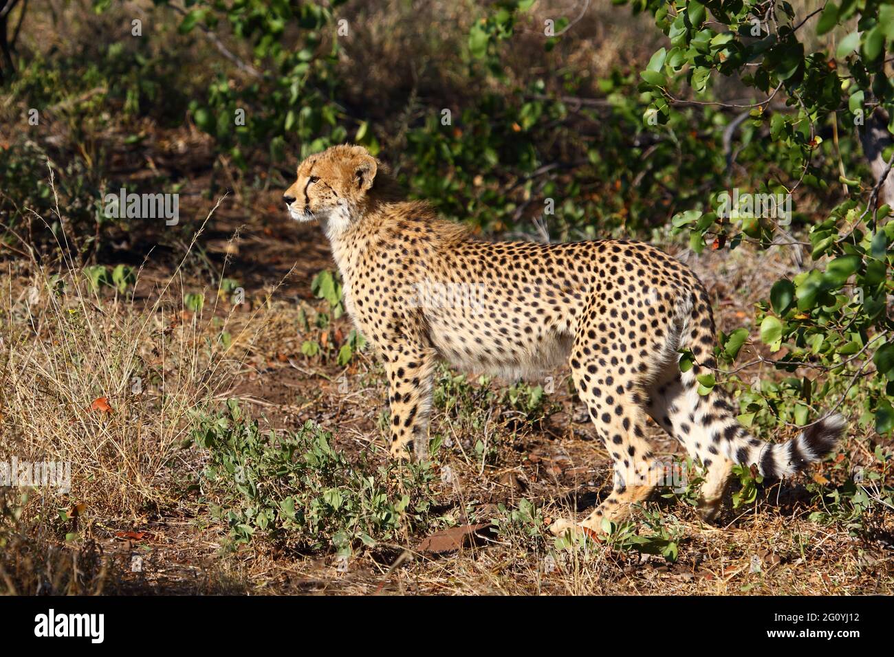 Cheetah acinonyx jubatus gepard baby Banque de photographies et d ...