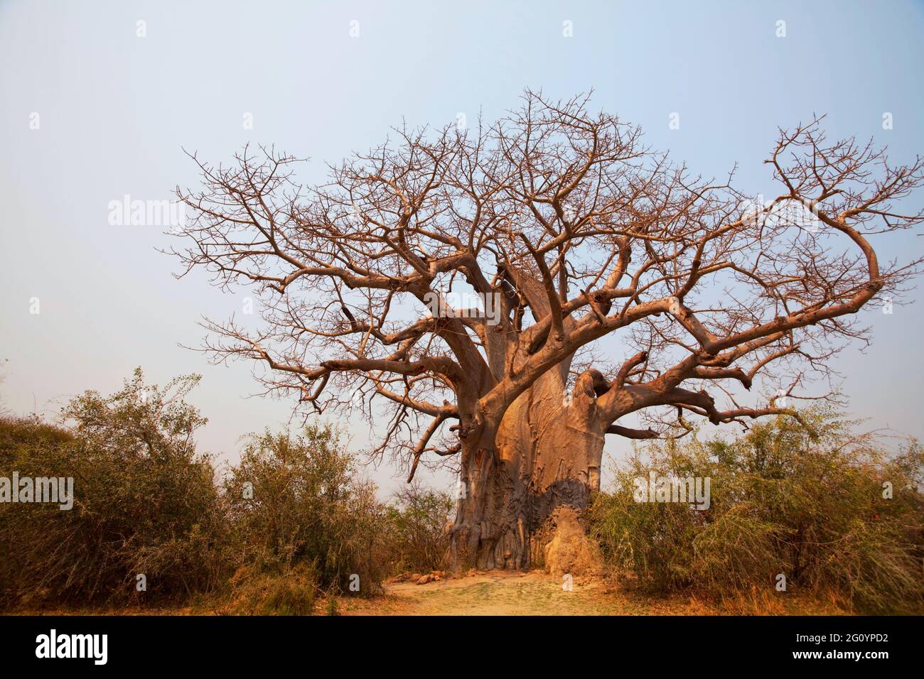 Baobab big tree namibia Banque de photographies et d’images à haute ...