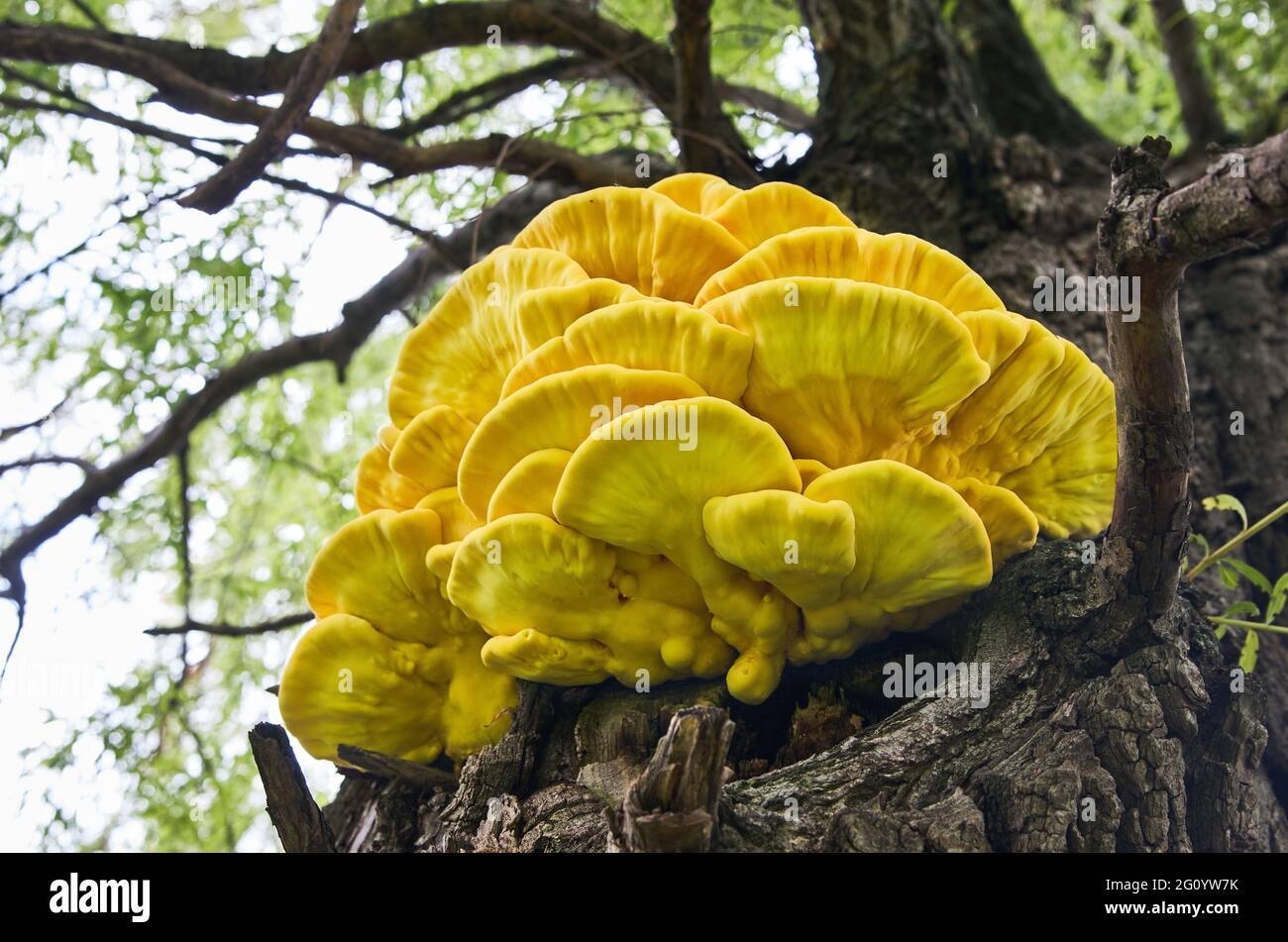 Champignons jaune vif sur le tronc Banque de photographies et d’images ...