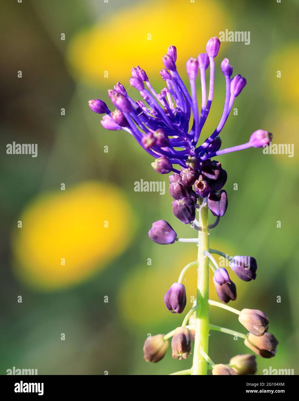 Fleurs violettes de Leopoldia comosa, jacinthe de pampille ou jacinthe ...