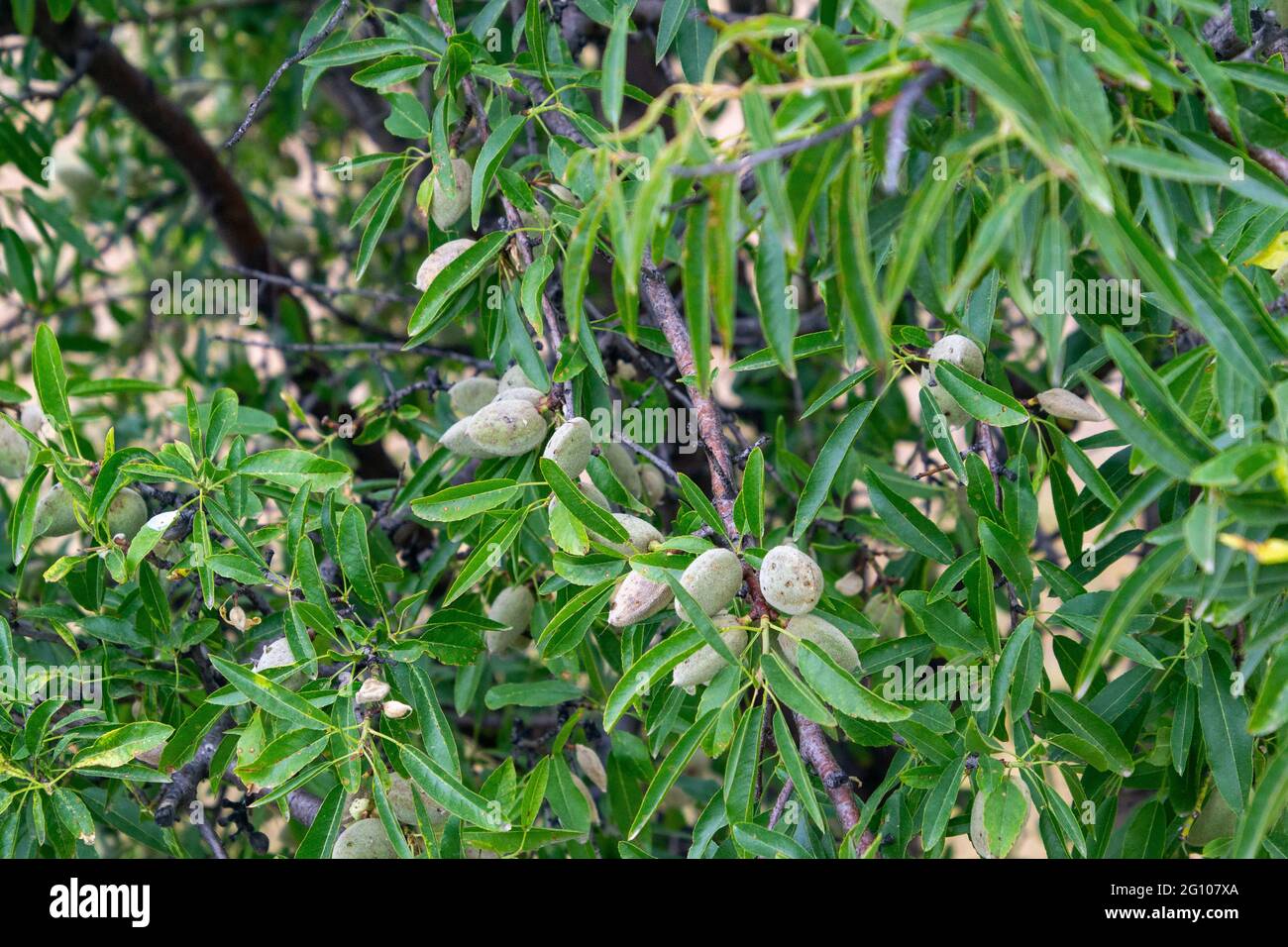 Amandes vertes Banque de photographies et d’images à haute résolution ...